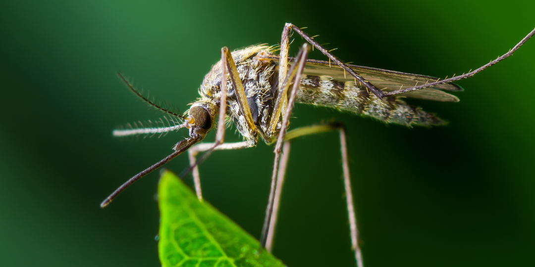 Zika Mosquitoes: Understanding the Risks and Taking Control with Mosquitonix's Mosquito Misting ...