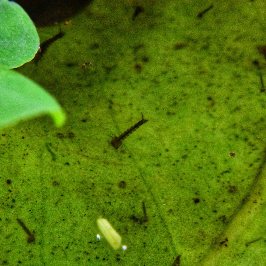 Mastering Mosquito Control: Your Guide to MosquitoNix's Top Solutions ...