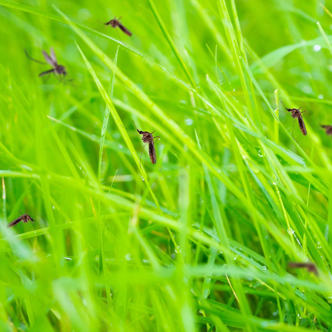 Creating a Pest-Free Sanctuary: A Complete Guide to Mosquito Control ...