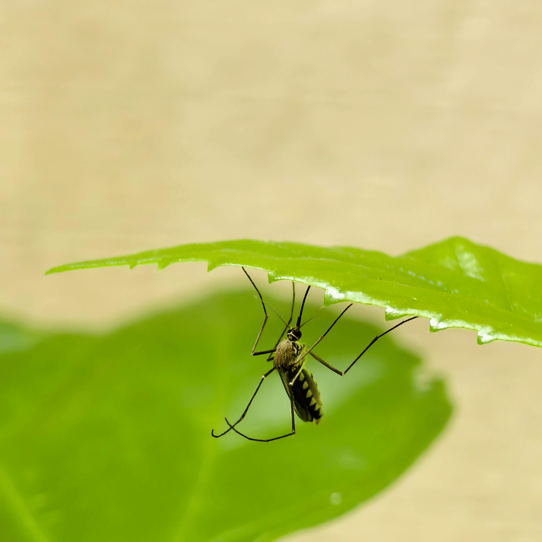 Residential Mosquito Control Made Easy with MosquitoNix Solutions ...